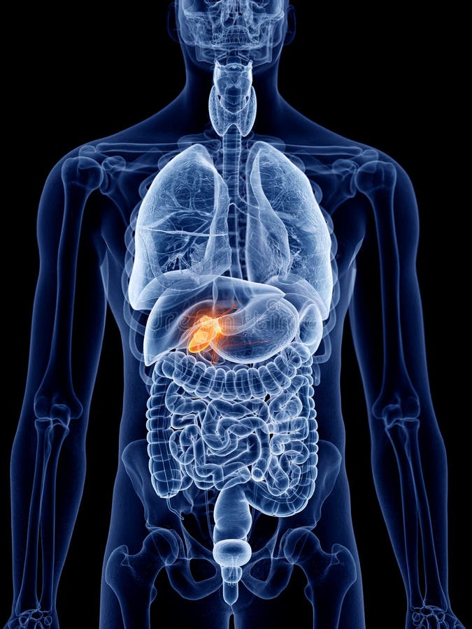 Gallbladder cancer stock illustration. Illustration of medically - 73537863