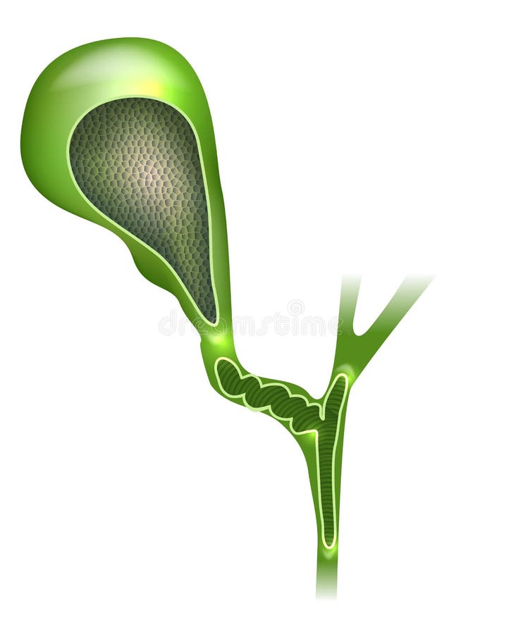 Gallbladder Cross Section Real Human Anatomy - Isolated on White Stock ...