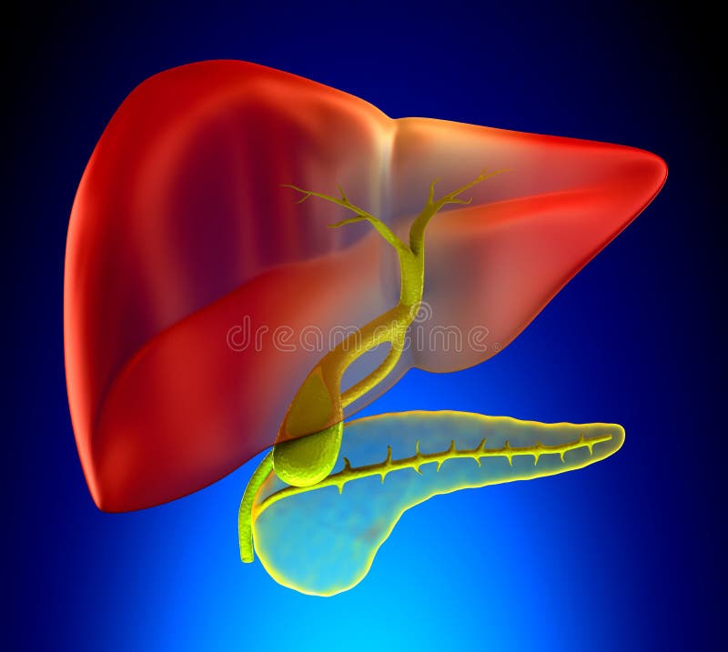 Gallbladder Cross Section Real Human Anatomy - on Blue Background Stock ...