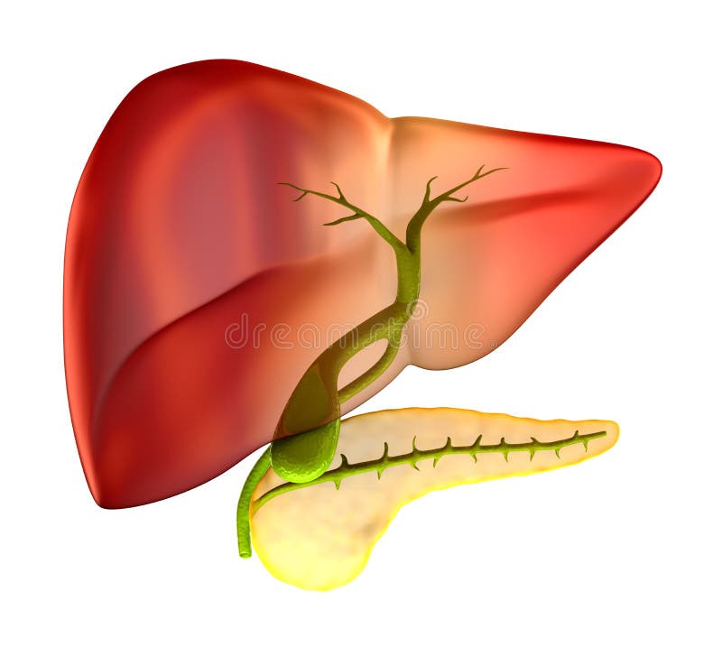Gallbladder Cross Section Real Human Anatomy - Isolated on White Stock ...