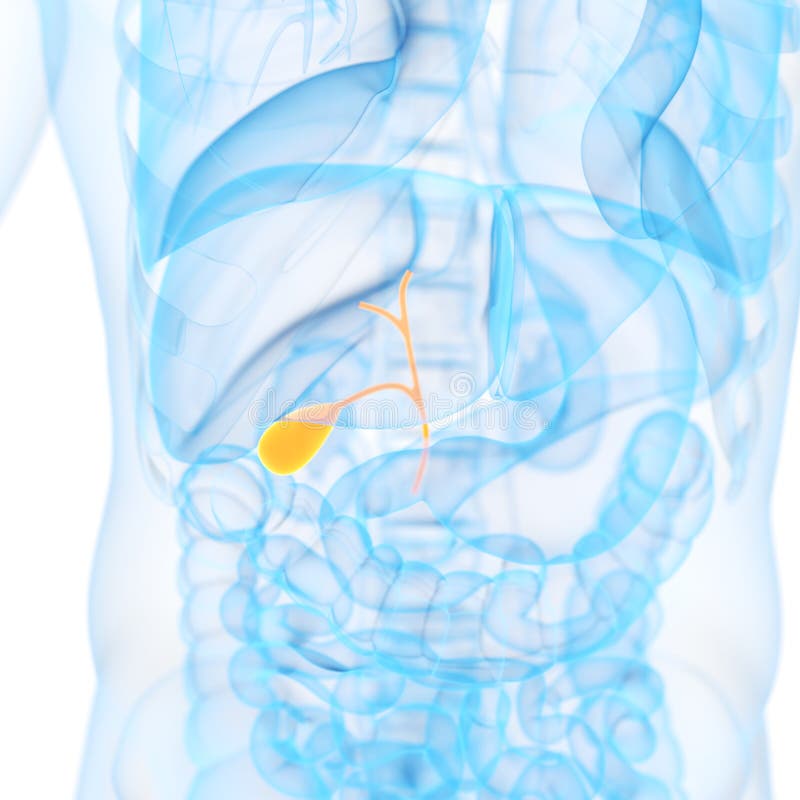 The gallbladder stock illustration. Illustration of transparent - 45381958