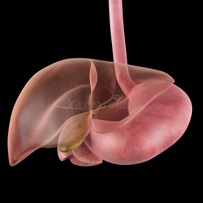 The gallbladder stock illustration. Illustration of rendering - 57843644