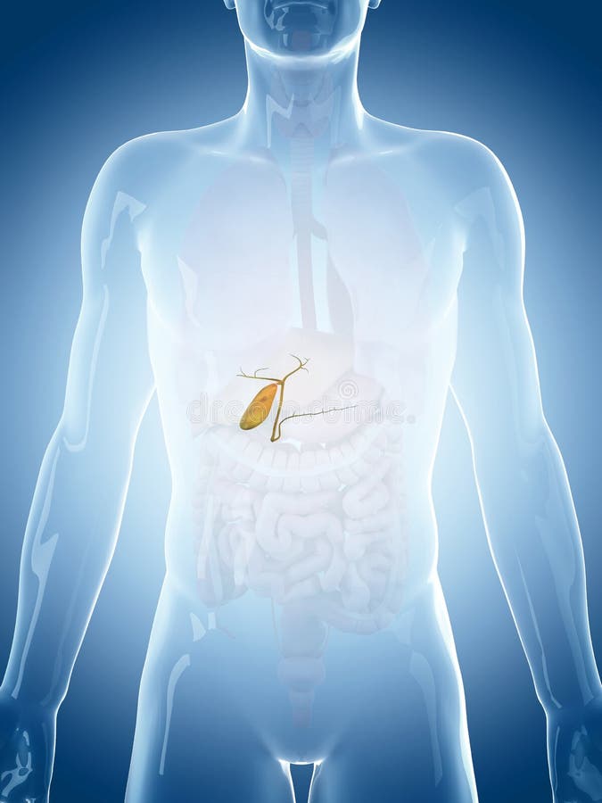 The gallbladder stock illustration. Illustration of normal - 59790635