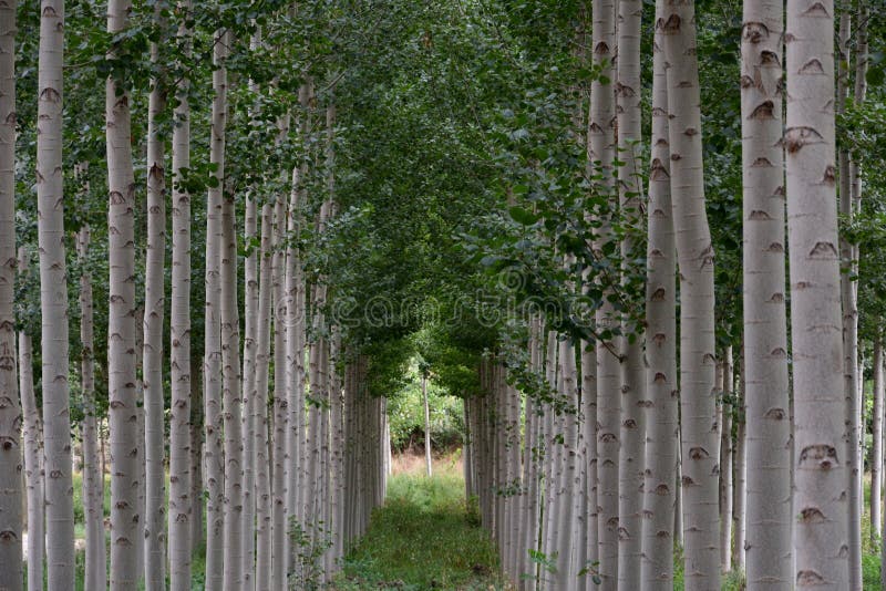 Gallery Formed by Trees in Rows Stock Photo - Image of natural, nature ...