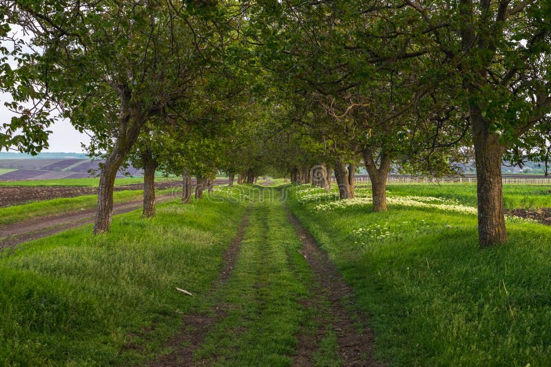 A Gallery of Green Trees in a Field in Spring Stock Photo - Image of ...