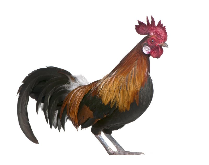 Gallic Rooster Symbol