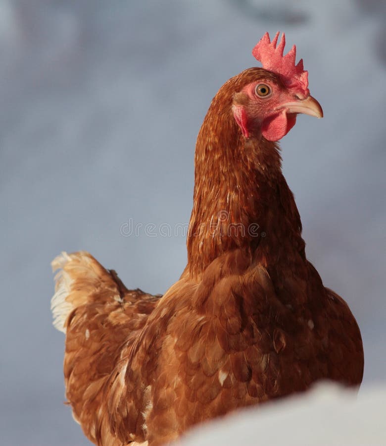 Gallina immagine stock. Immagine di pulcino, carne, pets - 20538501