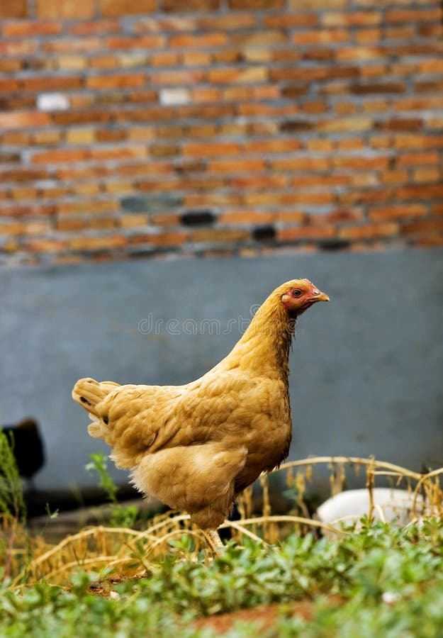 Gallina foto de archivo. Imagen de asia, chino, planta - 5925614