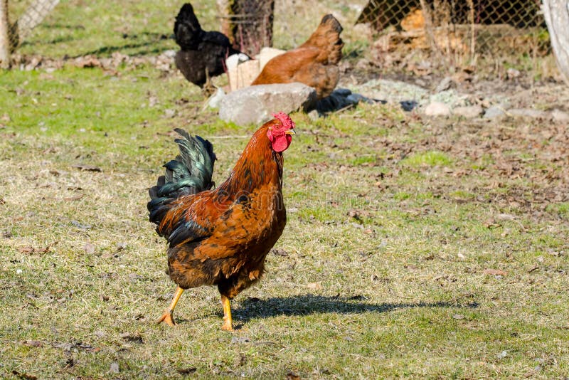 Gallina de varios colores foto de archivo. Imagen de gallina - 53172804