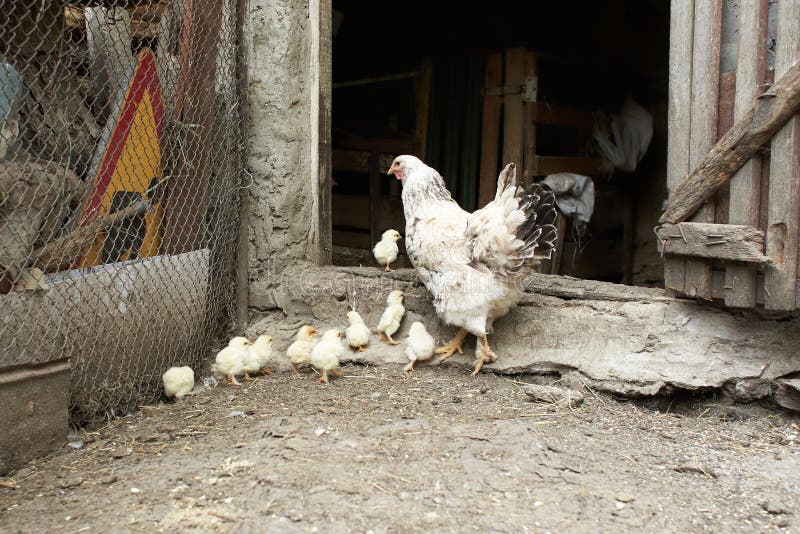 878 Gallina Con Pollitos Fotos de stock - Fotos libres de regalías de ...