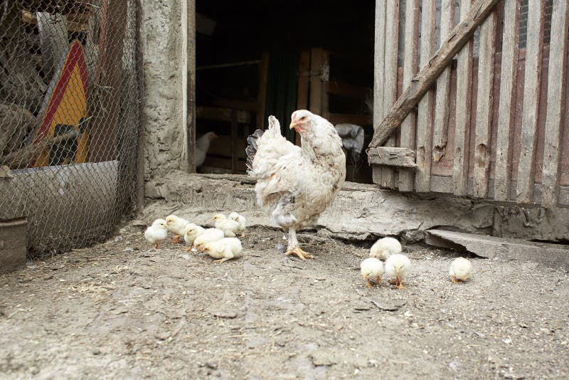 Gallina Blanca De Gallina Con Pollitos Foto de archivo - Imagen de ...
