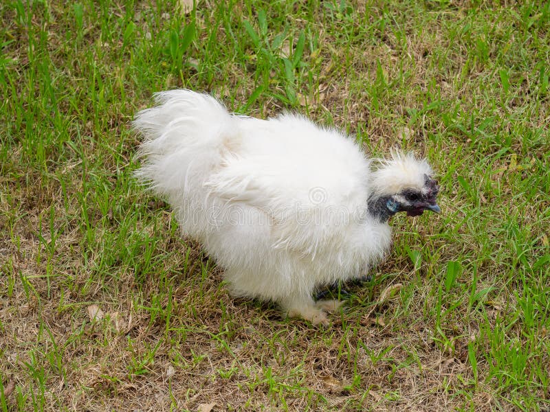 Dos Gallinas Pequenas Blancas De Silkie, Una Especie Rara, Ornamental ...