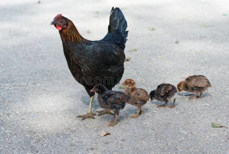 Gallina con los pollos imagen de archivo. Imagen de soporte - 26047459