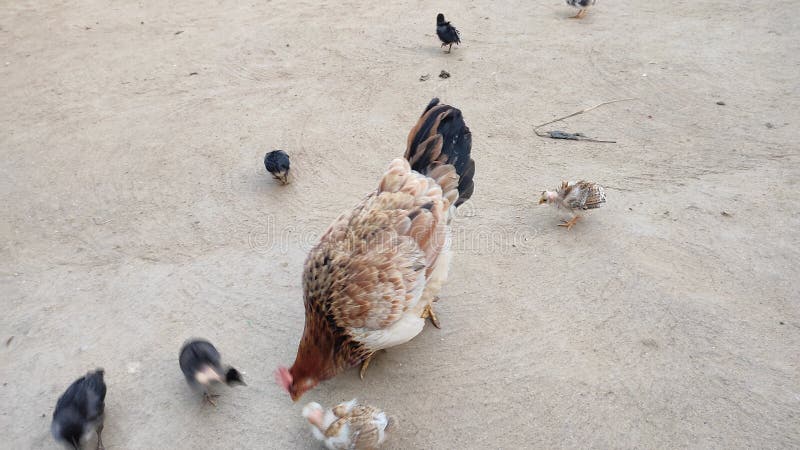 Gallina Con Pollitos Buscando Comida Foto de archivo - Imagen de ...