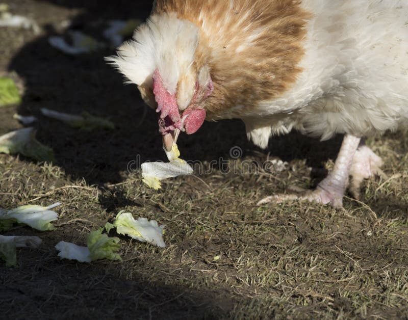 Gallina Criolla O Gallina Criolla Imagen de archivo - Imagen de crianza ...
