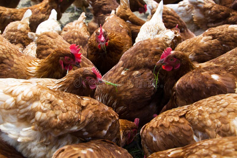 Gallina de corral foto de archivo. Imagen de exterior - 42953166