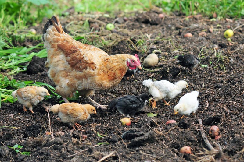 Gallina De La Madre Con Los Pollos Imagen de archivo - Imagen de fauna ...
