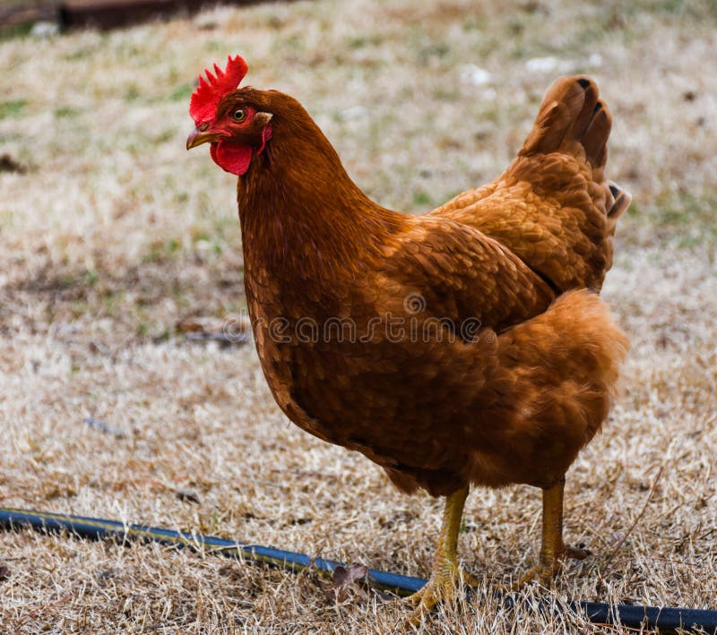 Gallina De Rhode Island Red, Vista Lateral, Primer Imagen de archivo ...