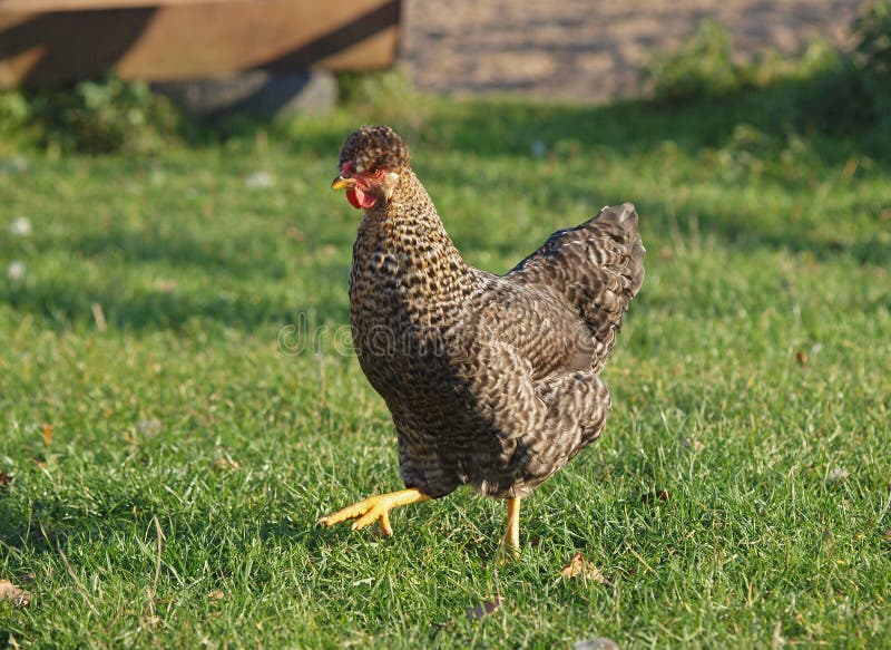 Gallina de varios colores foto de archivo. Imagen de gallina - 53172804
