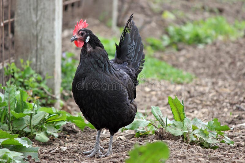 Gallina del corral imagen de archivo. Imagen de pollo - 54114245