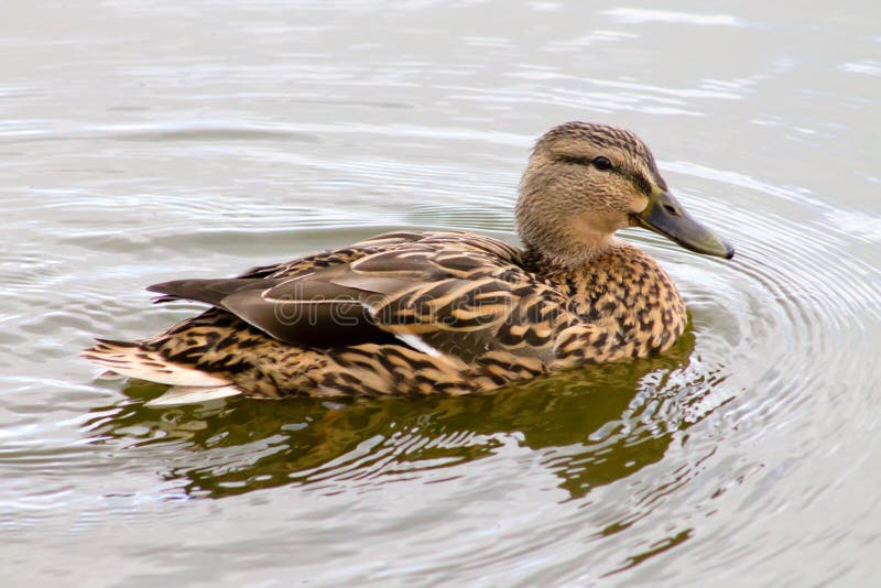 Gallina del pato silvestre foto de archivo. Imagen de azul - 60399998