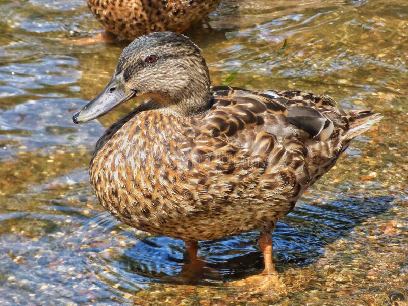 Gallina del pato silvestre foto de archivo. Imagen de pato - 97878092