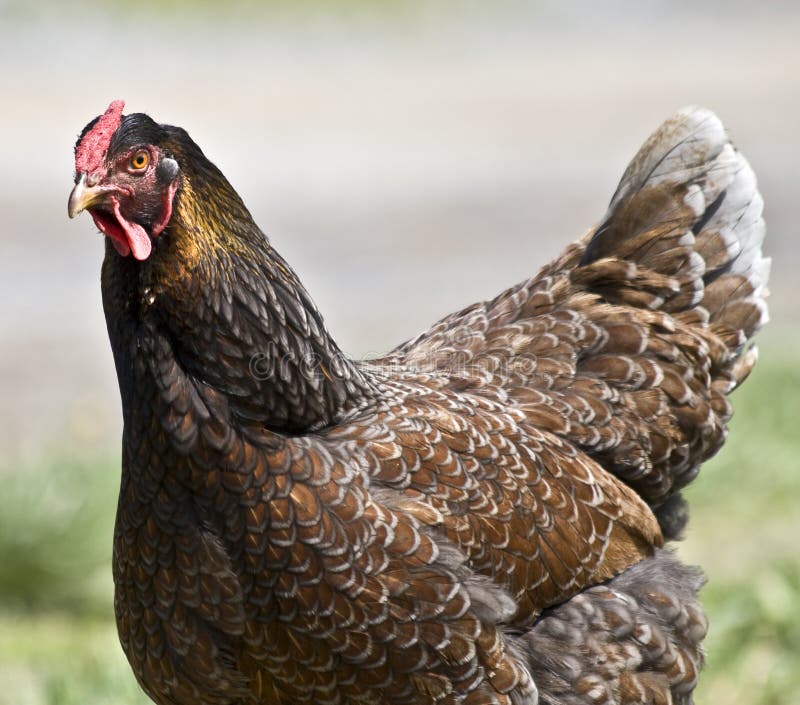 Gallina del pollo imagen de archivo. Imagen de gallina - 5233749