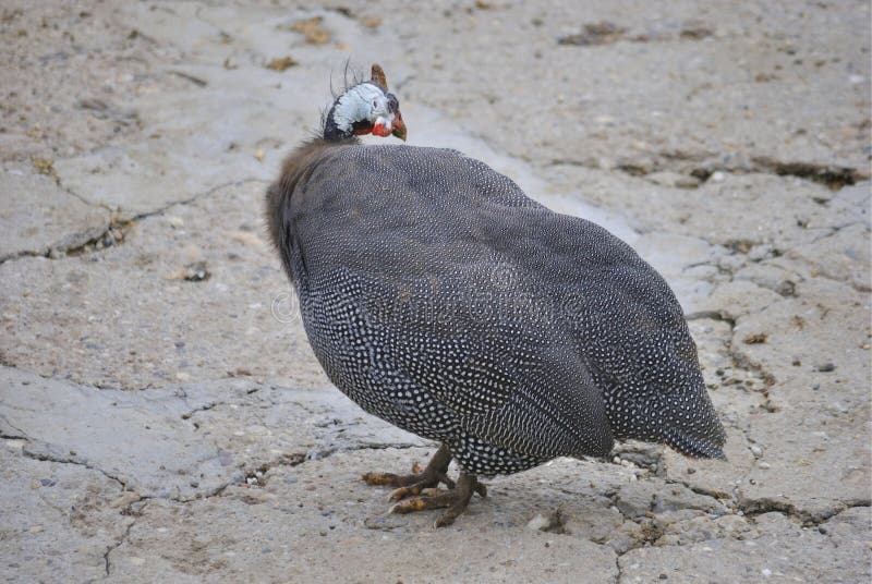Pulcino della faraona immagine stock. Immagine di bello - 40717279