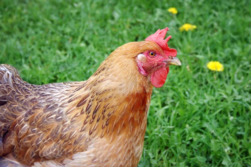 Gallina en el corral foto de archivo. Imagen de granja - 12541436