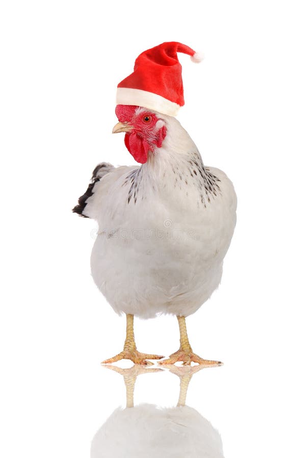 Gallina En Un Sombrero De Santas. Foto de archivo - Imagen de sombrero ...