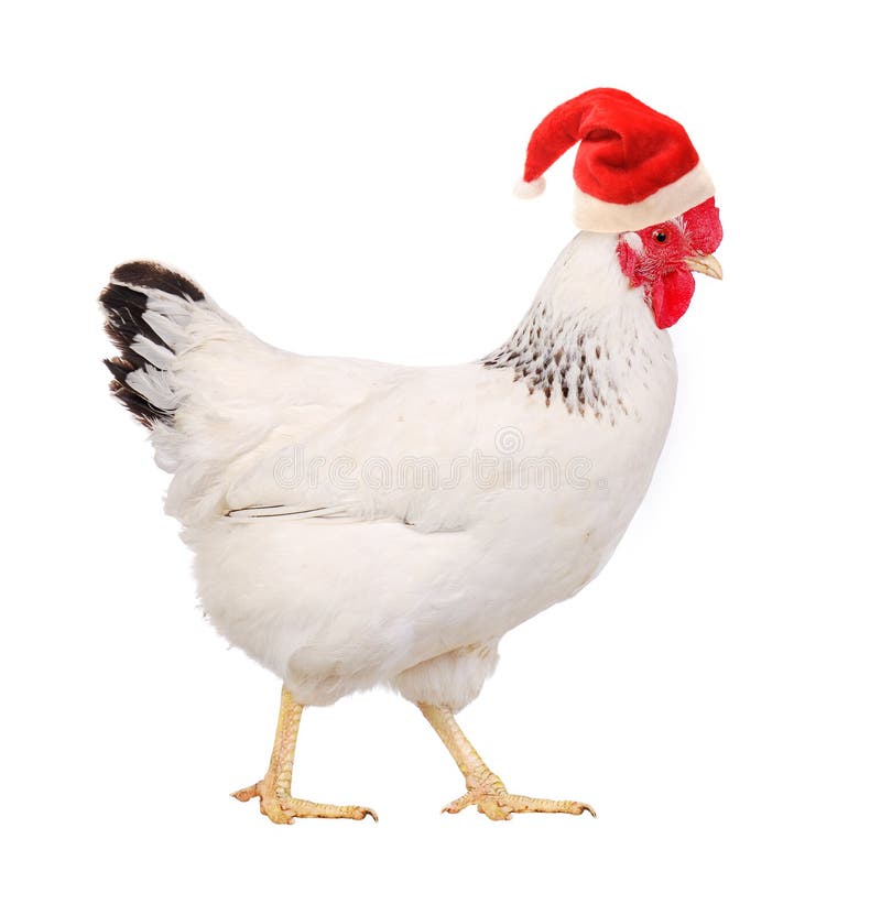 Pollo En Un Sombrero Rojo De Santa Claus Imagen de archivo - Imagen de ...