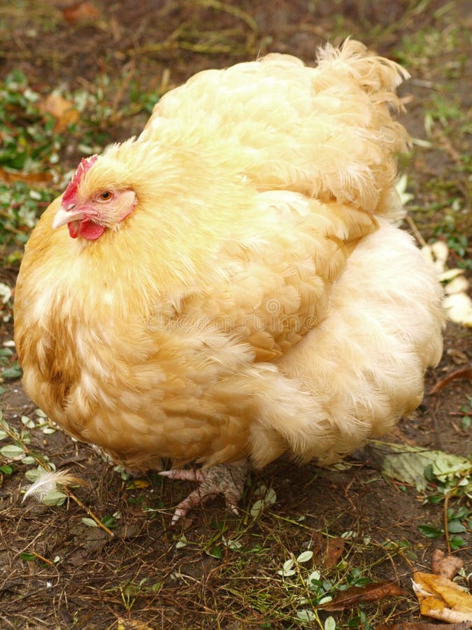 Gallina Gorda Grande La Sorprendente Gallina Dong Tao Cuyos Pies