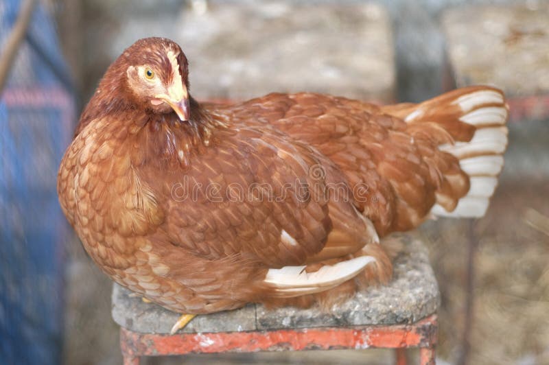Gallina grande foto de archivo. Imagen de granja, huevo - 85738012