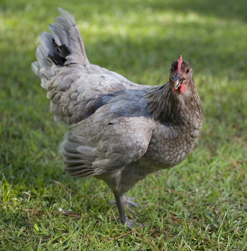Gallina grigia fotografia stock. Immagine di animale - 11117576