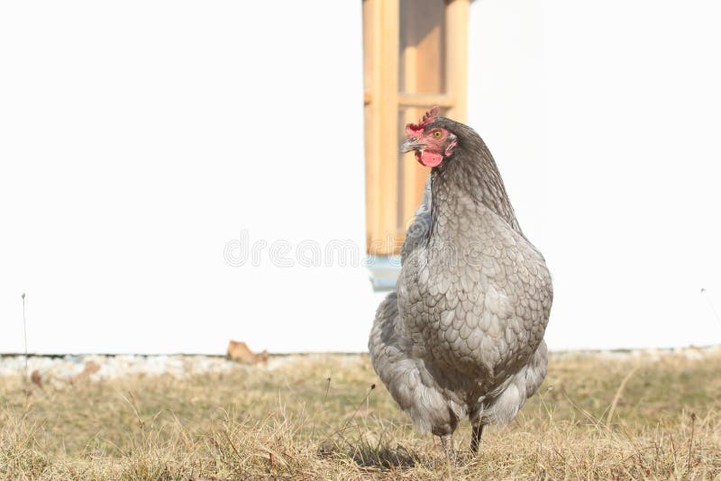 Gallina gris imagen de archivo. Imagen de blanco, pico - 35691687