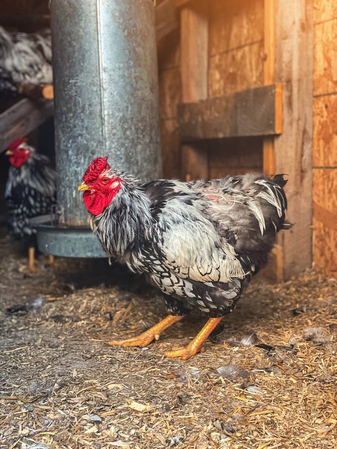 Gallina Gris Con Cresta Roja En Una Gallina Foto de archivo - Imagen de ...