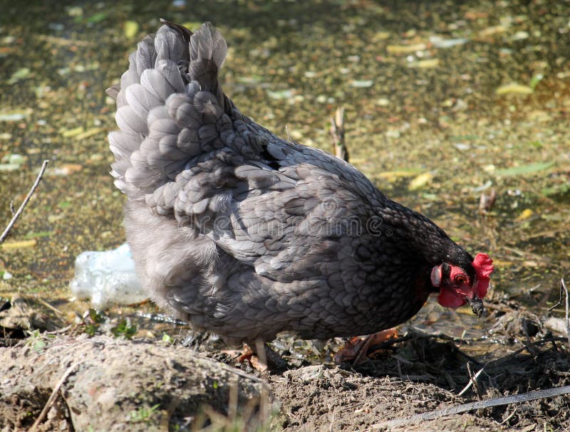 Gallina gris foto de archivo. Imagen de granja, animal - 11117576