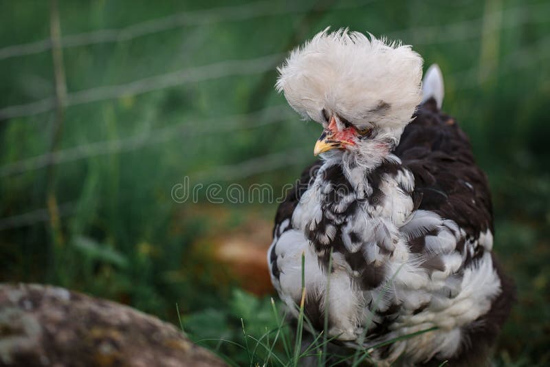 Gallina muy copetuda foto de archivo. Imagen de pico - 113978328