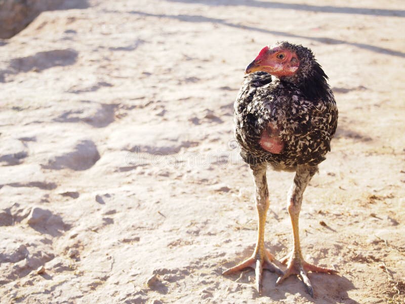 Gallina vieja en la tierra imagen de archivo. Imagen de criatura - 36810371
