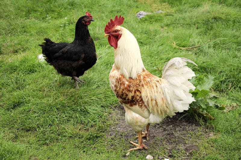 Gallo y gallina imagen de archivo. Imagen de pájaros, ecológico - 5275011