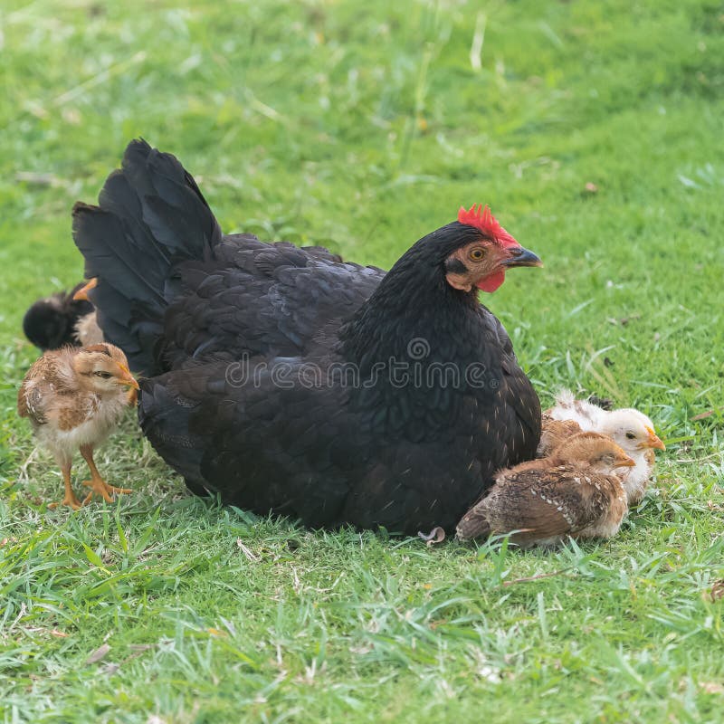 Gallina y pollo foto de archivo. Imagen de aves, poco - 130899706
