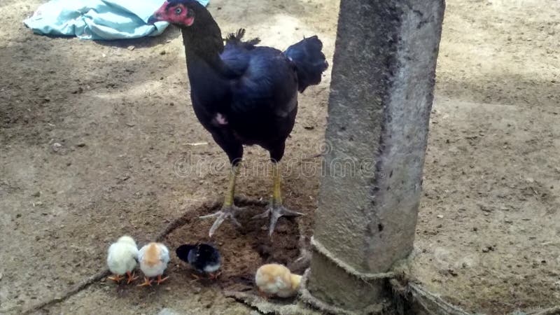 Gallina y pollo hermosos imagen de archivo. Imagen de hermoso - 123104423