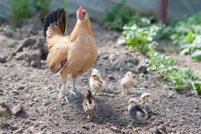 Gallina y pollitos 2 foto de archivo. Imagen de gallo - 52739146