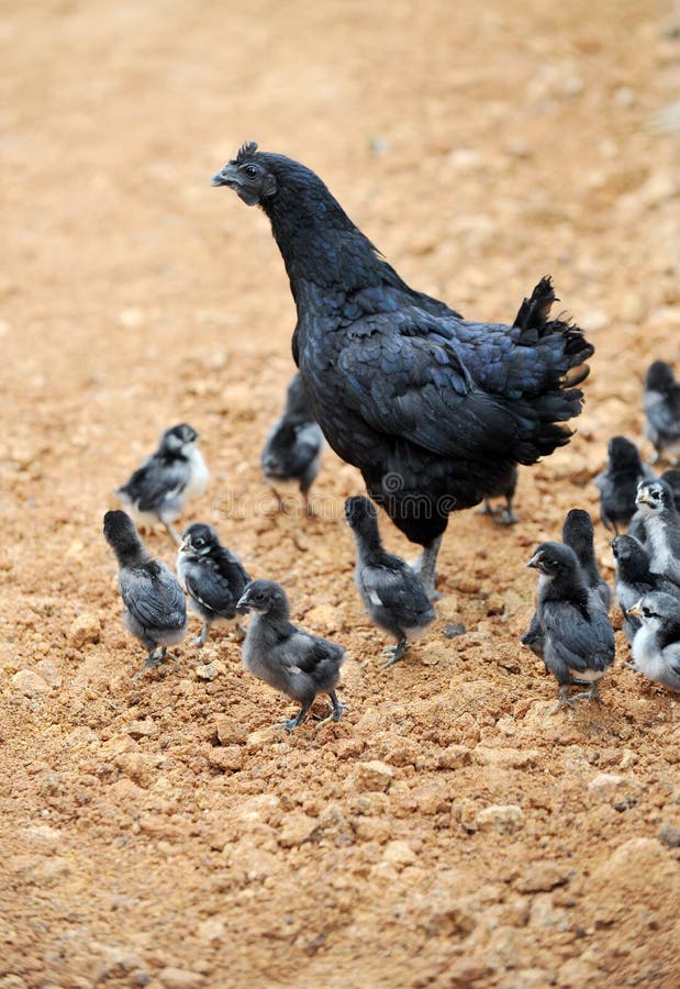 Gallina Y Pollos De La Madre Foto de archivo - Imagen de nadie, negro ...