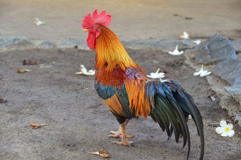 Gallinacei Foto Stock - Download 92,115 Royalty Free Photos