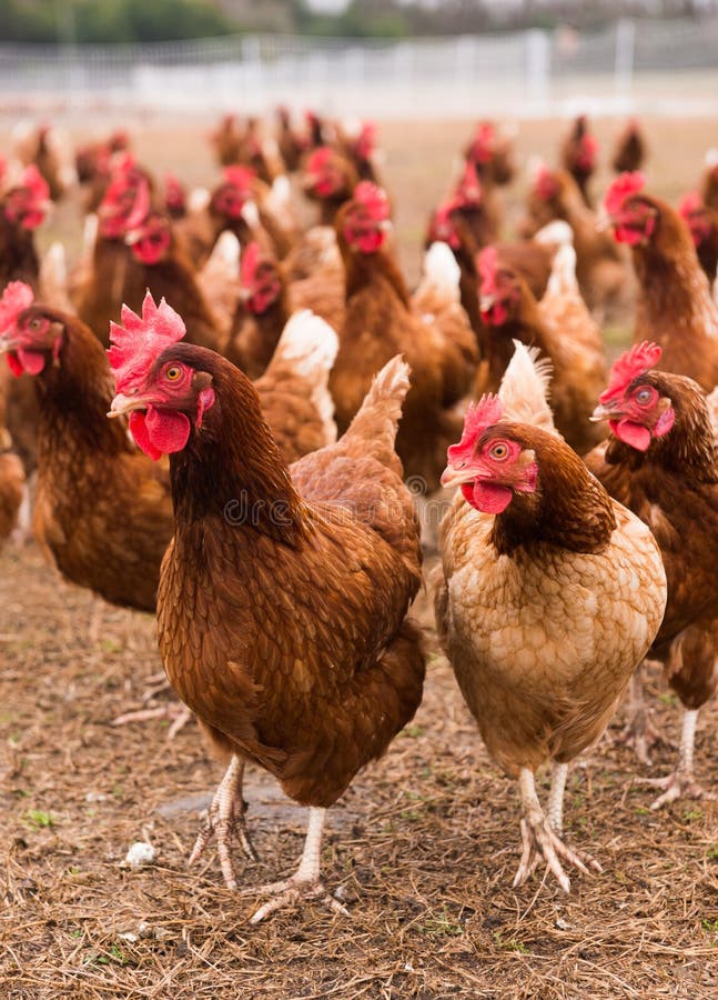 Gallinas De Corral En Pasto Del Corral Imagen de archivo - Imagen de ...