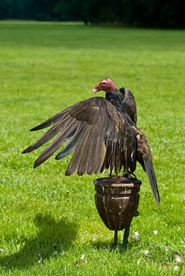 Gallinazo stock image. Image of nice, gallinazo, light - 13374397