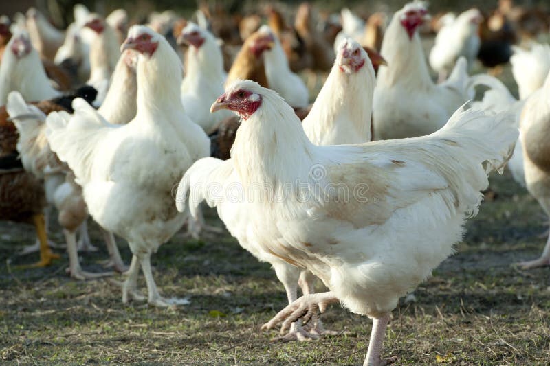 Galline immagine stock. Immagine di piume, stabile, lanuginoso - 27668499