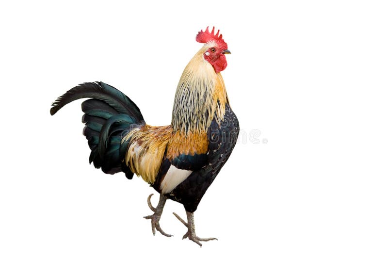 Gallo Polaco Tricolor De Tollbunt, 6 Meses Imagen de archivo - Imagen ...