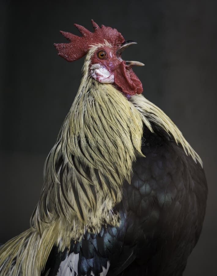 Gallo immagine stock. Immagine di nazionale, bello, animale - 108598993